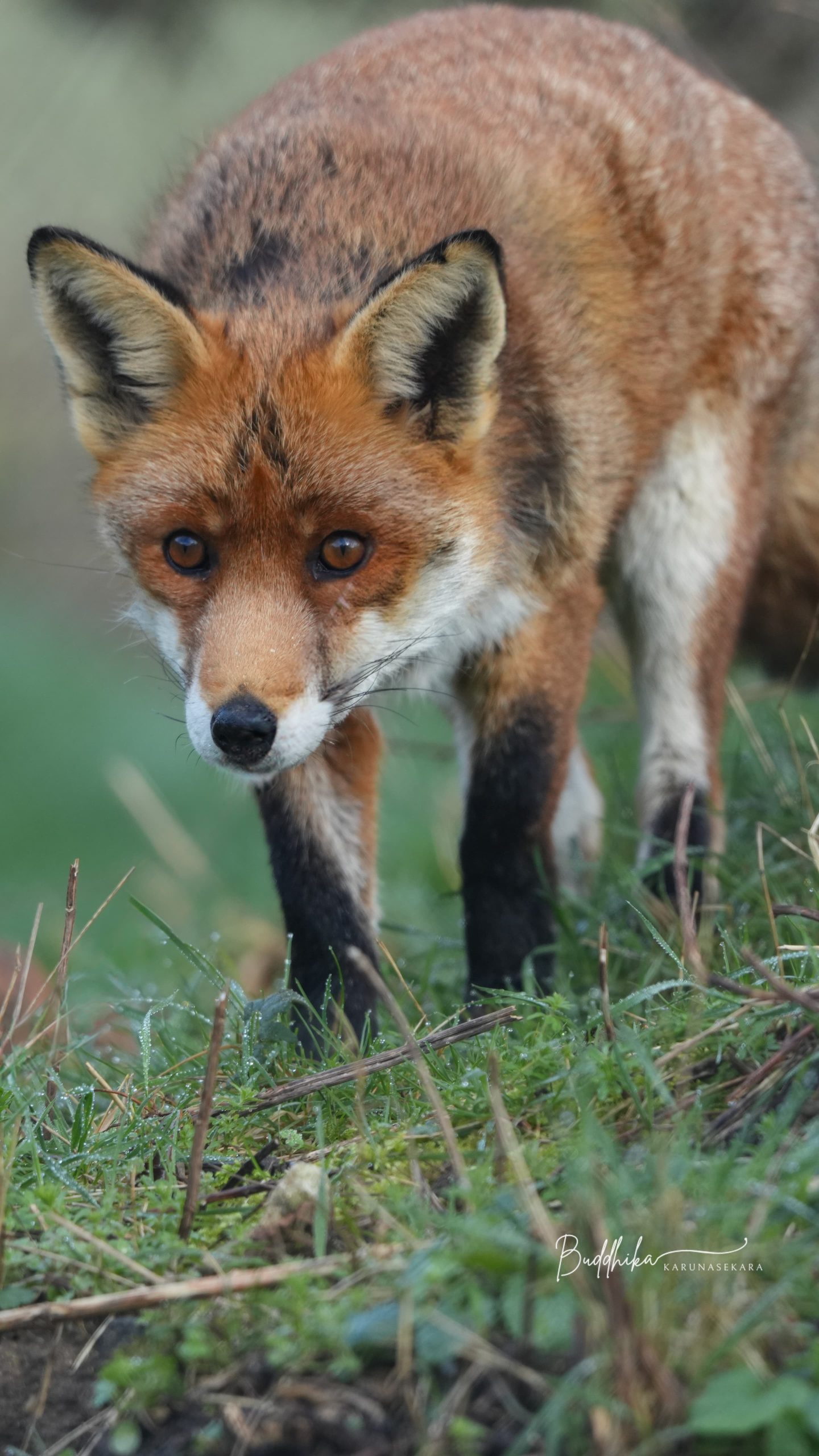 Foxes: Cunning Tricksters in Folklore and Mythology - Wildlife by BK