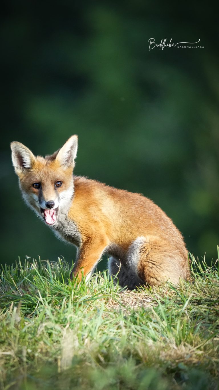 Foxes: Cunning Tricksters in Folklore and Mythology - WBBK - Wildlife ...