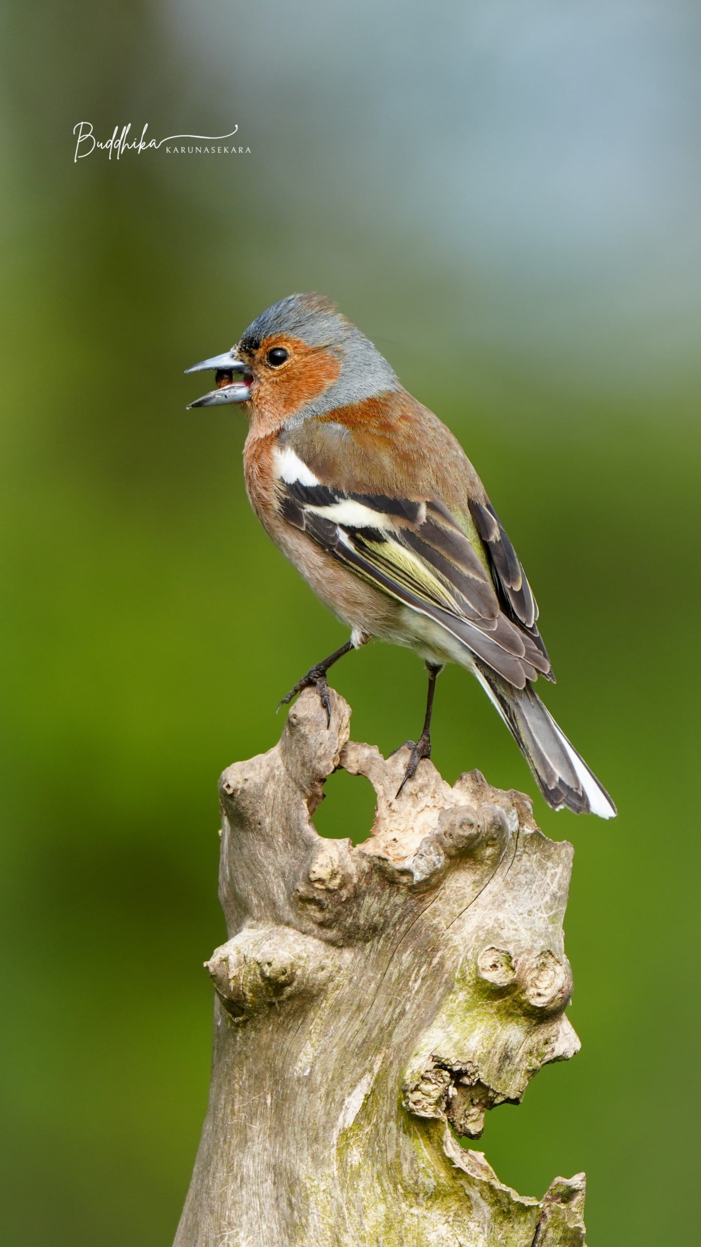 The Cheerful Chaffinch: A Feathered Friend in Folklore - WBBK ...