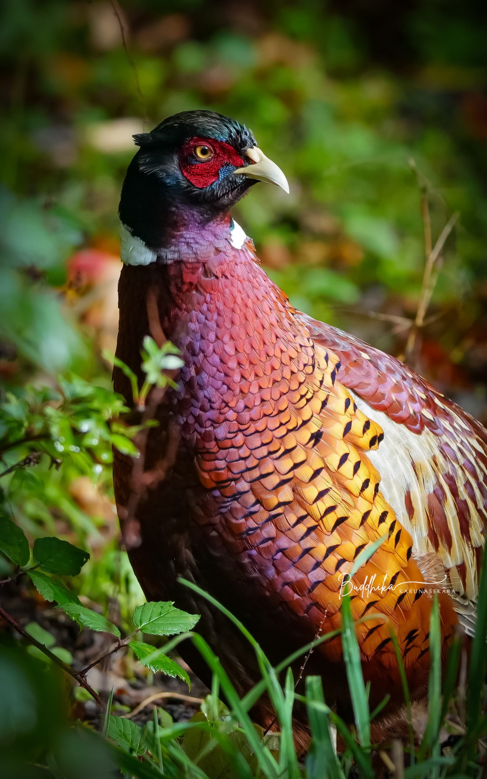 The Majestic Pheasant: A Bird of Beauty and Myth - Wildlife by BK