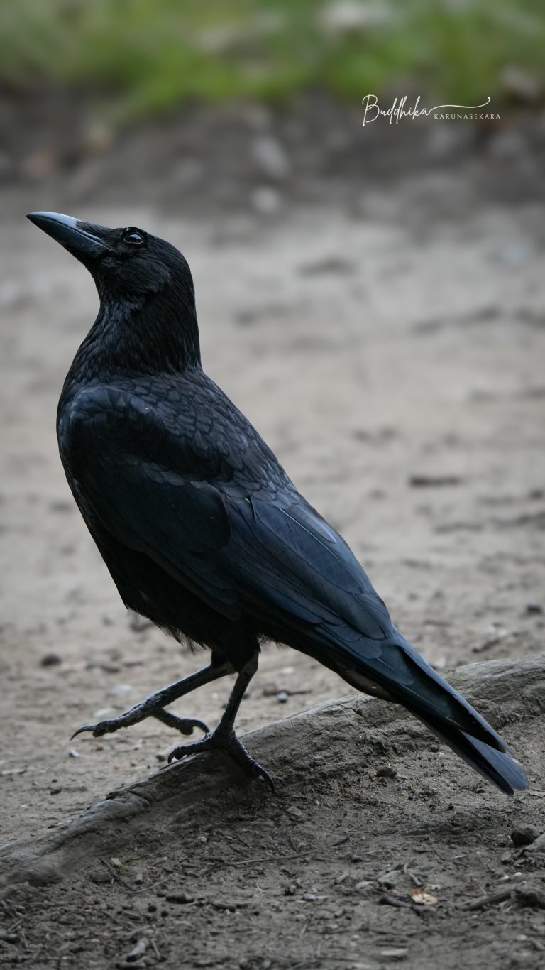 The Mysterious World of Crow Folklore - WBBK - Wildlife photography by ...