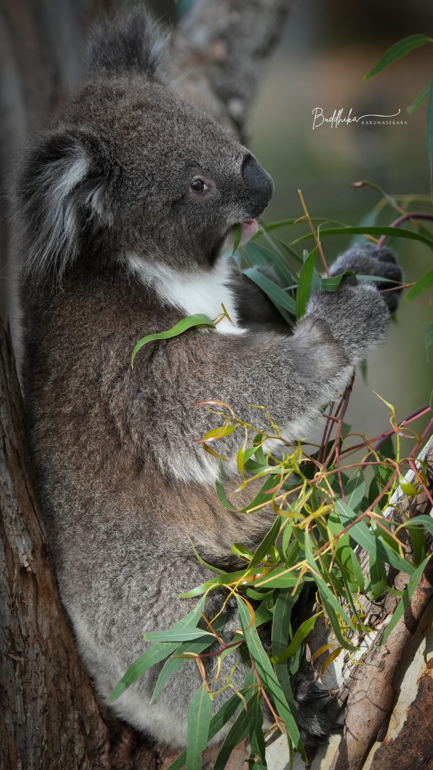 Koalas in Lore and Landscape - Wildlife by BK