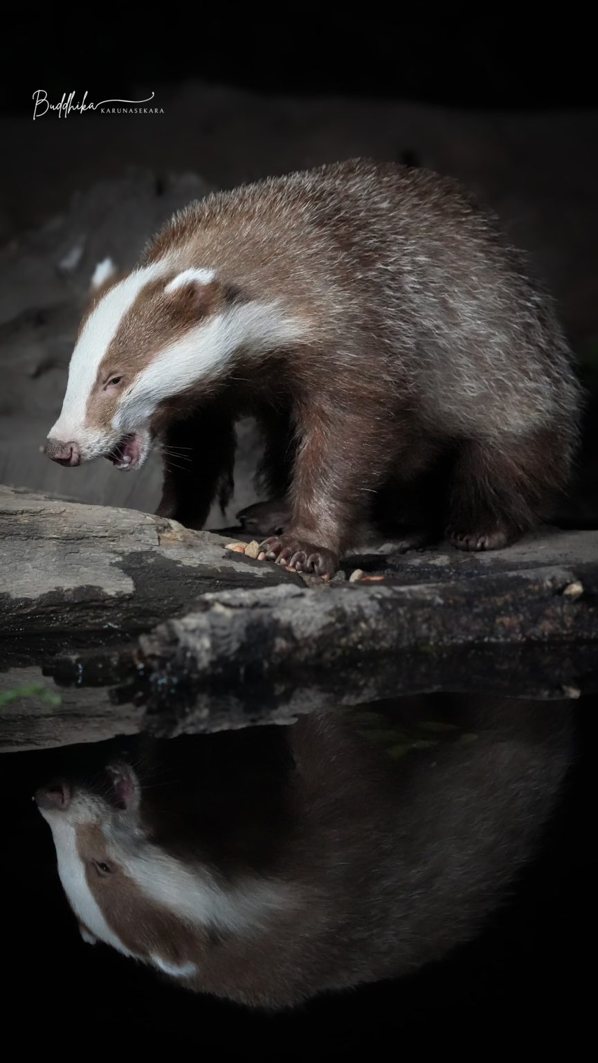 The Badger in Story and Lore - WBBK - Wildlife photography by Buddhika ...