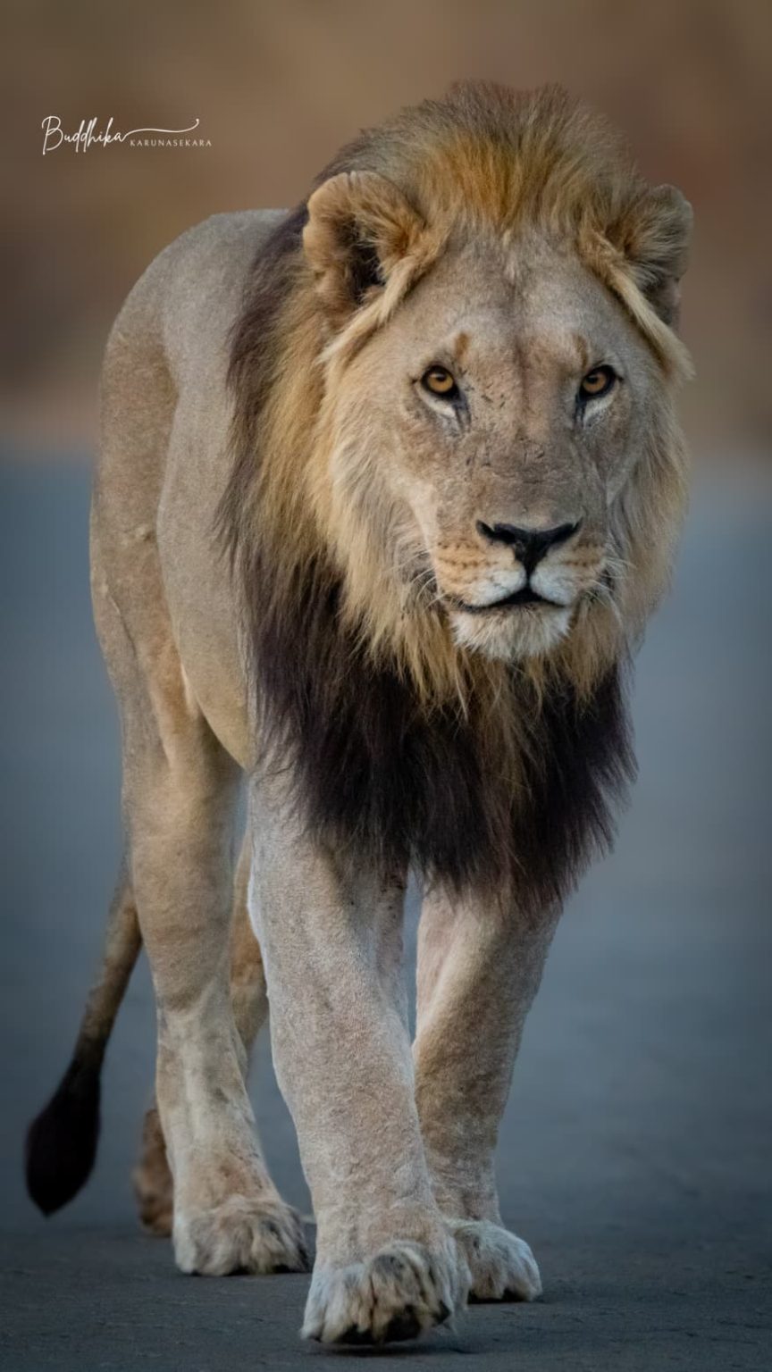 The Lion in Story and Spirit: Folklore of the King of Beasts - Wildlife ...