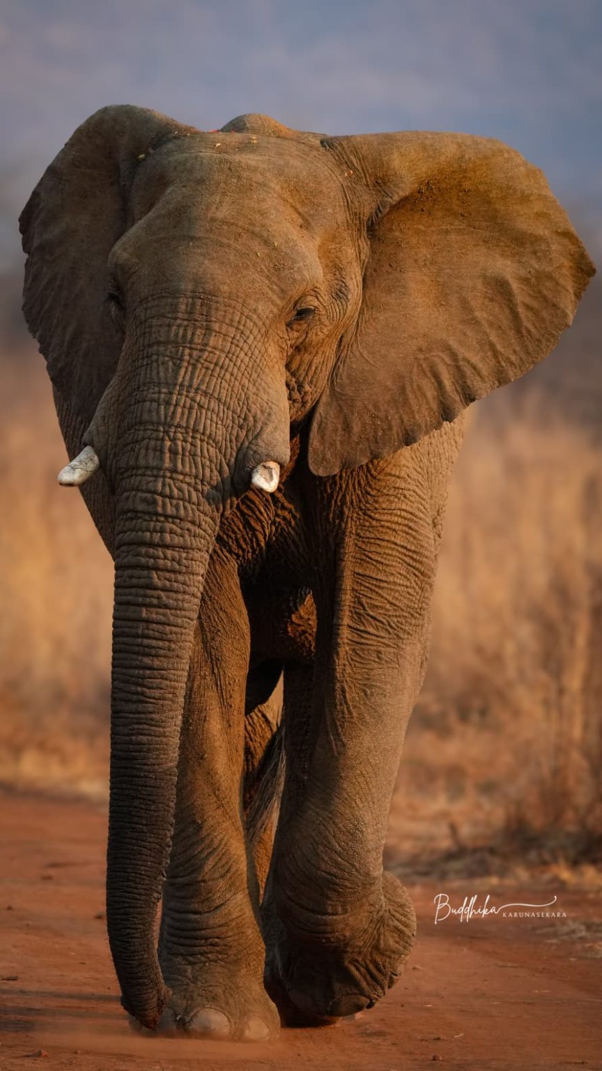 Stories of the African Elephant: Folklore, Symbolism and Tradition ...
